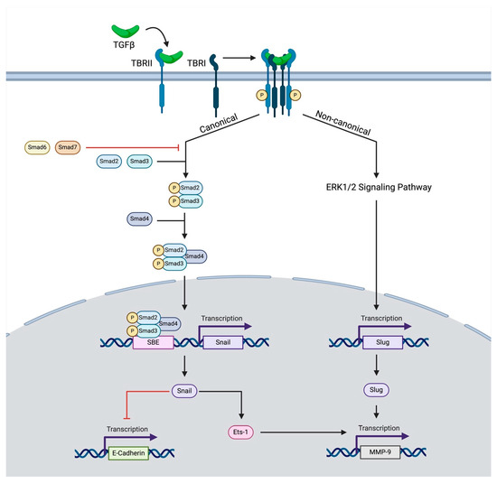 Advancements in TGF-β Targeting Therapies for Head and Neck Squamous ...