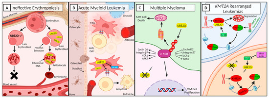 The Ubiquitin-Conjugating Enzyme E2 O (UBE2O) and Its Therapeutic ...