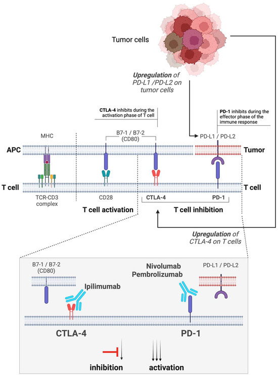 Therapeutic Treatment Options for In-Transit Metastases from Melanoma