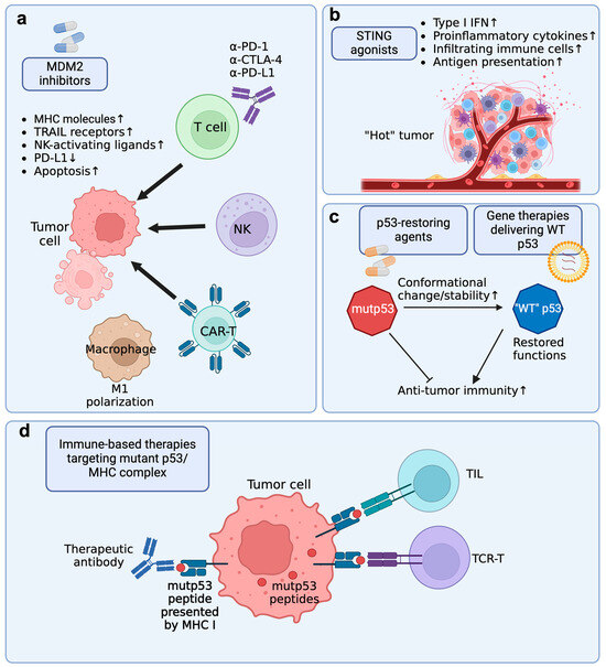 TP53 Mutation-Mediated Immune Evasion in Cancer: Mechanisms and Therapeutic Implications