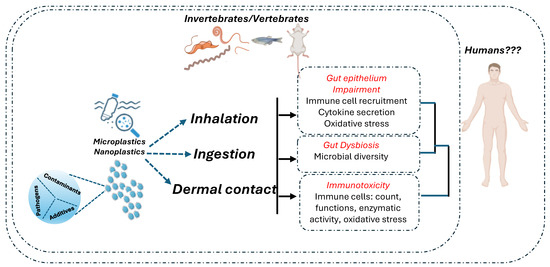 Orally Ingested Micro- and Nano-Plastics: A Hidden Driver of ...