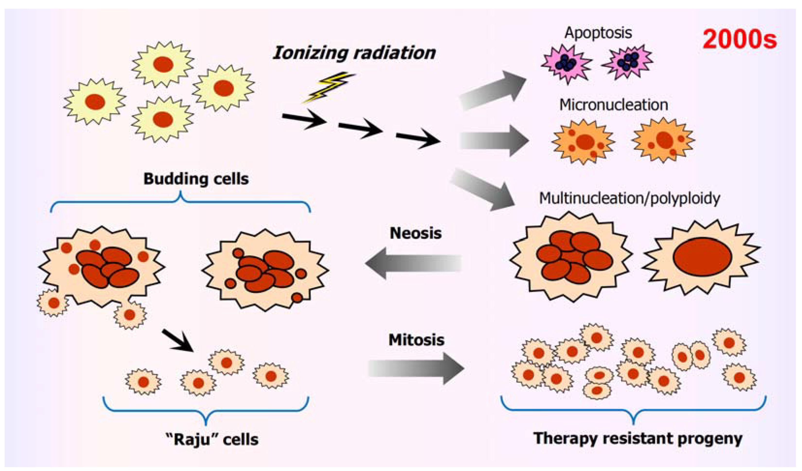 Amitotic Cell Division, Malignancy, and Resistance to Anticancer Agents ...