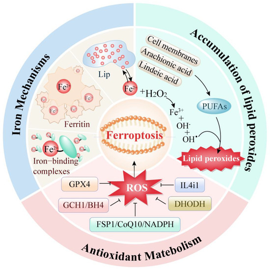 Ferroptosis in Renal Cancer Therapy: A Narrative Review of Drug Candidates