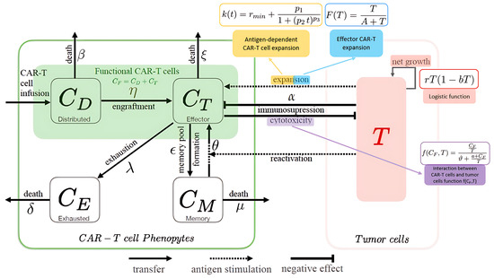 MCMC Methods for Parameter Estimation in ODE Systems for CAR-T Cell Cancer Therapy