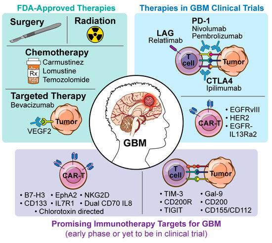 Barriers to T Cell Functionality in the Glioblastoma Microenvironment