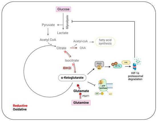IDH2 Inhibitors Gain a Wildcard Status in the Cancer Therapeutics ...