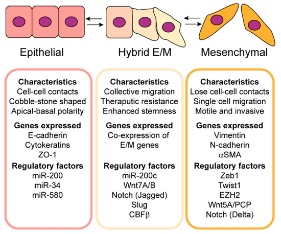 Epithelial–Mesenchymal Plasticity and Epigenetic Heterogeneity in Cancer