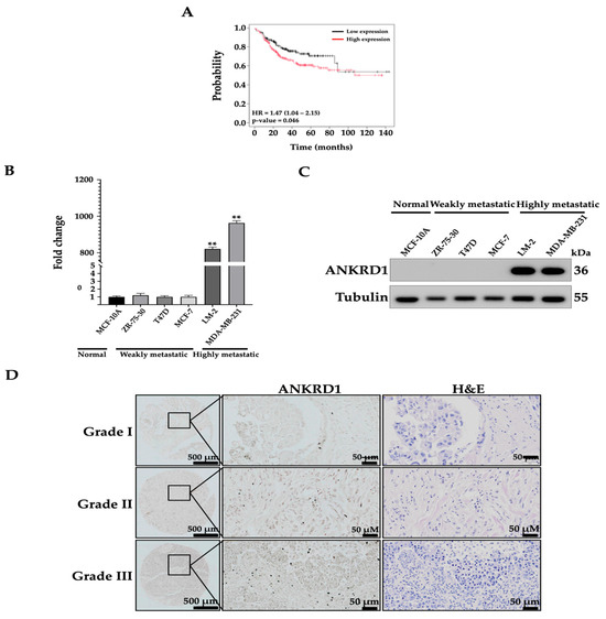 ANKRD1 Promotes Breast Cancer Metastasis by Activating NF-κB-MAGE-A6 ...