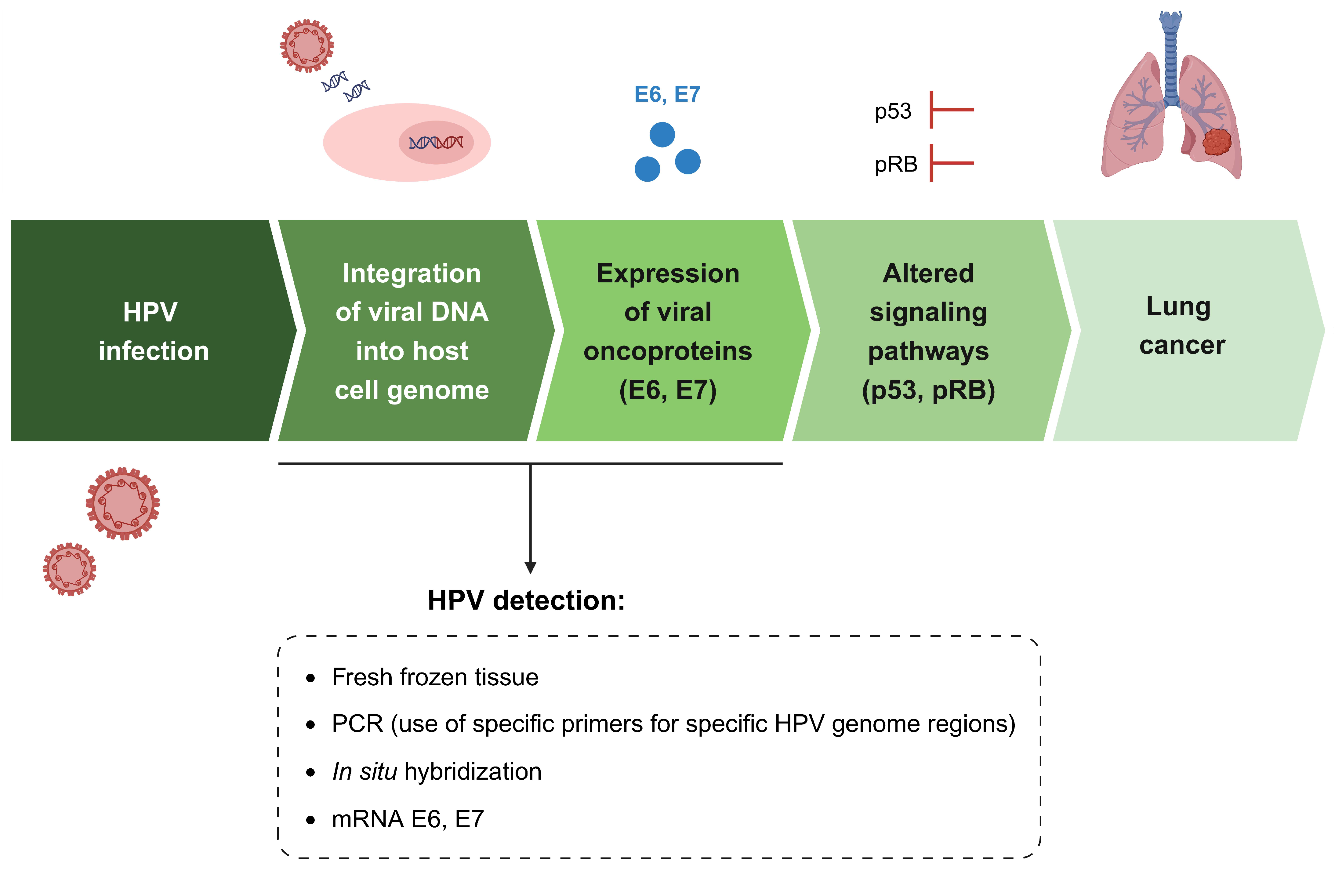 Hpv And Lung Cancer A Systematic Review
