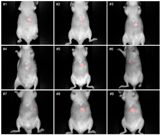 Accurate Co-Localization of Luciferase Expression and Fluorescent Anti ...