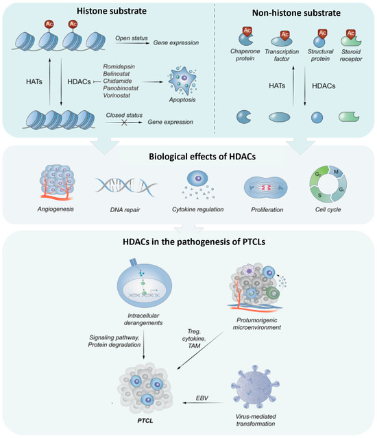 Histone Deacetylase Inhibitors for Peripheral T-Cell Lymphomas