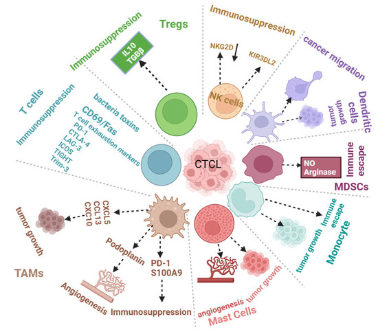The Tumor Microenvironment as a Therapeutic Target in Cutaneous T Cell Lymphoma