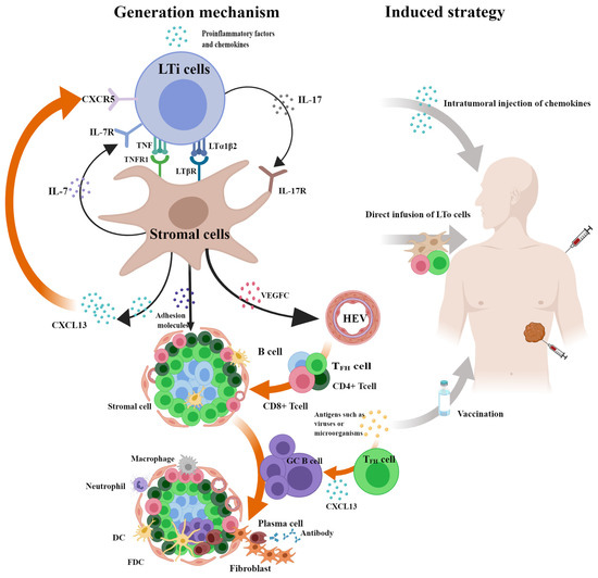 Tertiary Lymphoid Structures in Microorganism-Related Cancer