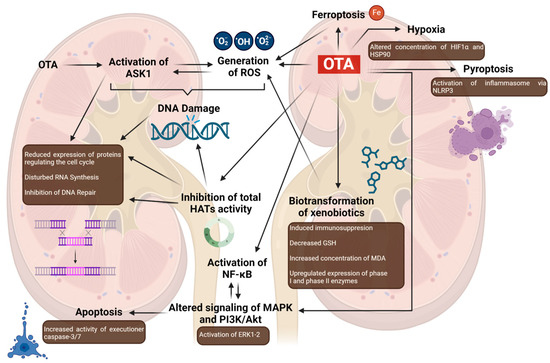 Ochratoxin A and Its Role in Cancer Development: A Comprehensive Review
