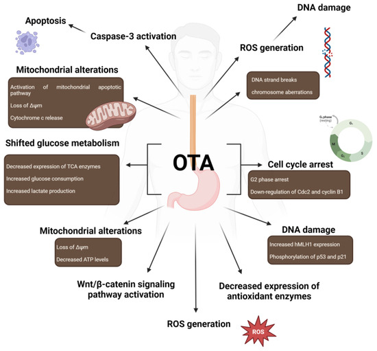 Ochratoxin A and Its Role in Cancer Development: A Comprehensive Review