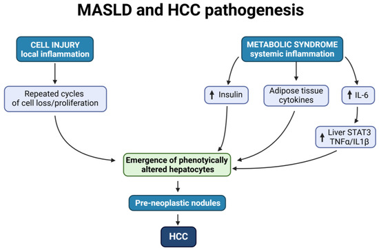 Dietary Rhythms and MASLD-Related Hepatocellular Carcinoma