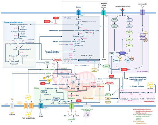 Insights into Metabolic Reprogramming in Tumor Evolution and Therapy