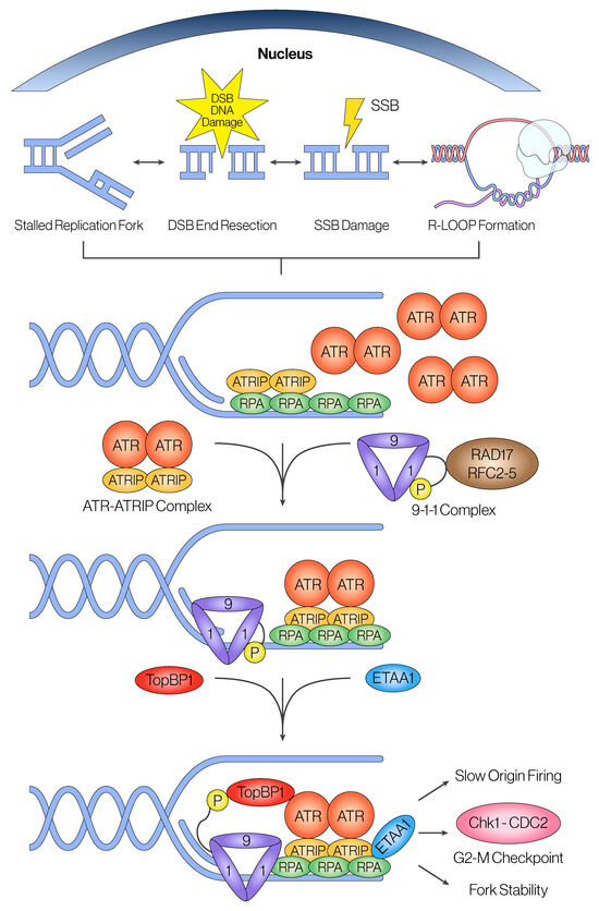 A TRilogy of ATR’s Non-Canonical Roles Throughout the Cell Cycle and ...