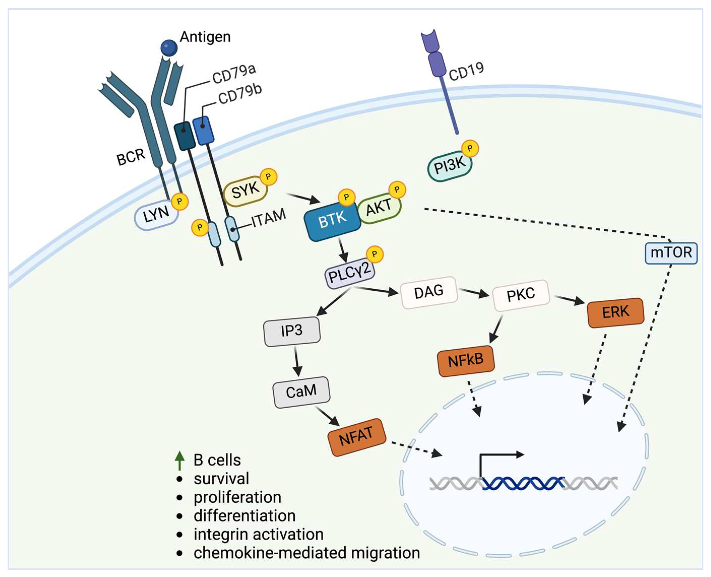 The Immunomodulatory Mechanisms of BTK Inhibition in CLL and Beyond