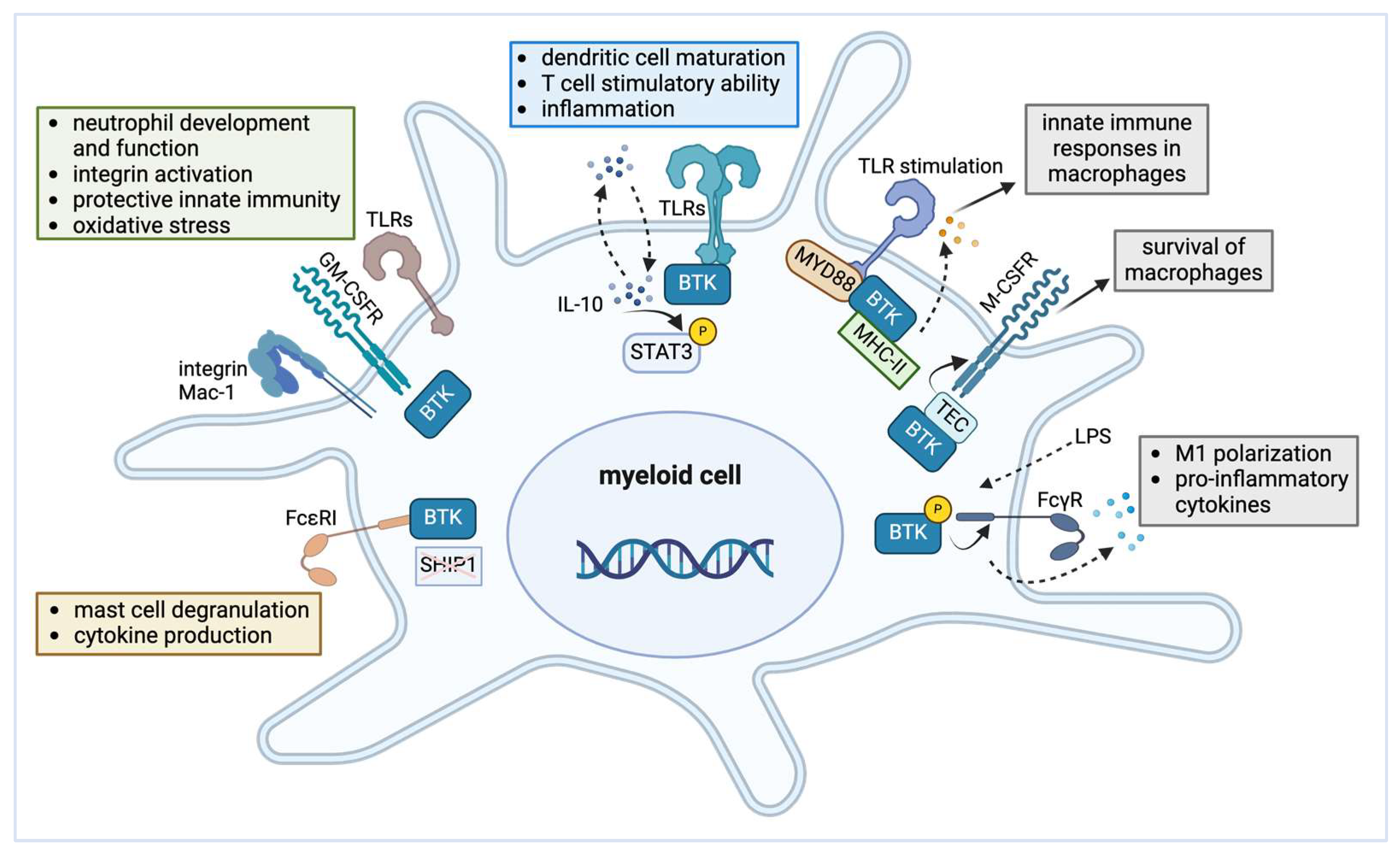 The Immunomodulatory Mechanisms of BTK Inhibition in CLL and Beyond
