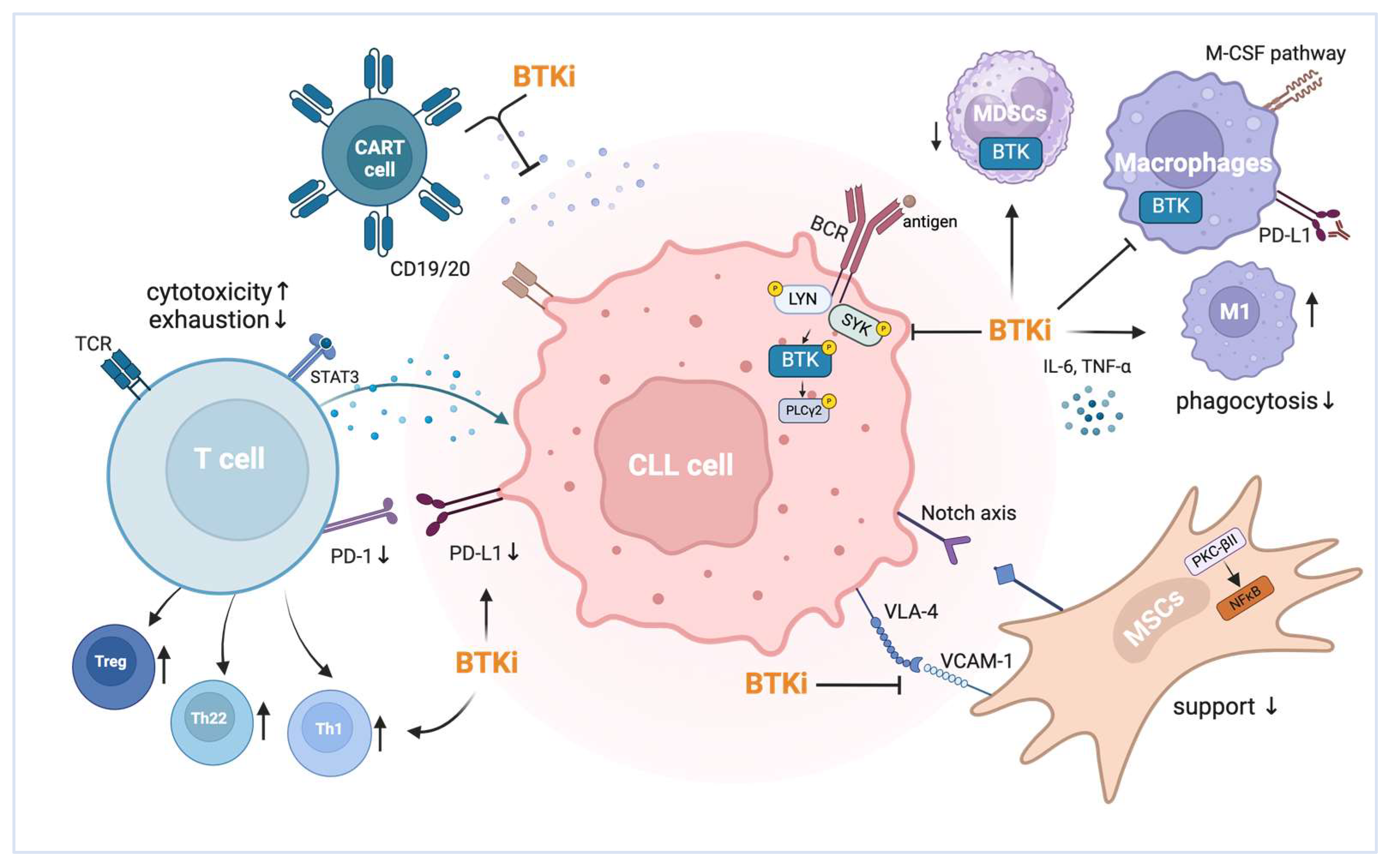 The Immunomodulatory Mechanisms of BTK Inhibition in CLL and Beyond
