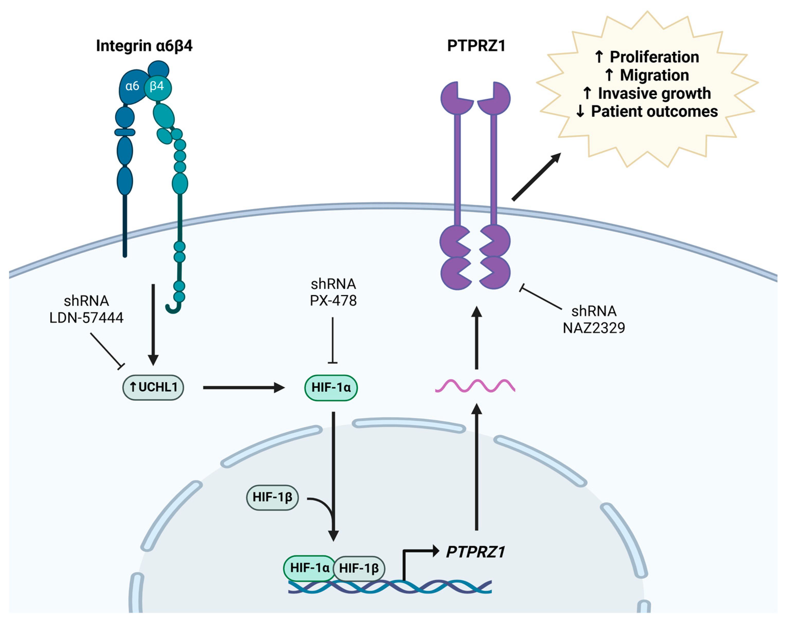 Integrin α6β4 Upregulates PTPRZ1 Through UCHL1-Mediated Hif-1α Nuclear ...