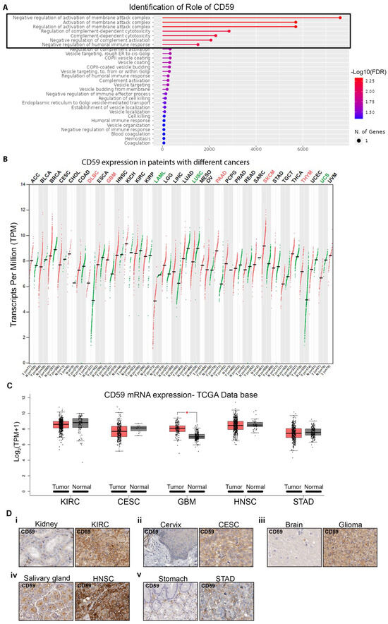 Deciphering CD59: Unveiling Its Role in Immune Microenvironment and ...