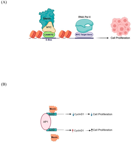 Targeting Menin in Acute Myeloid Leukemia: Therapeutic Advances and ...