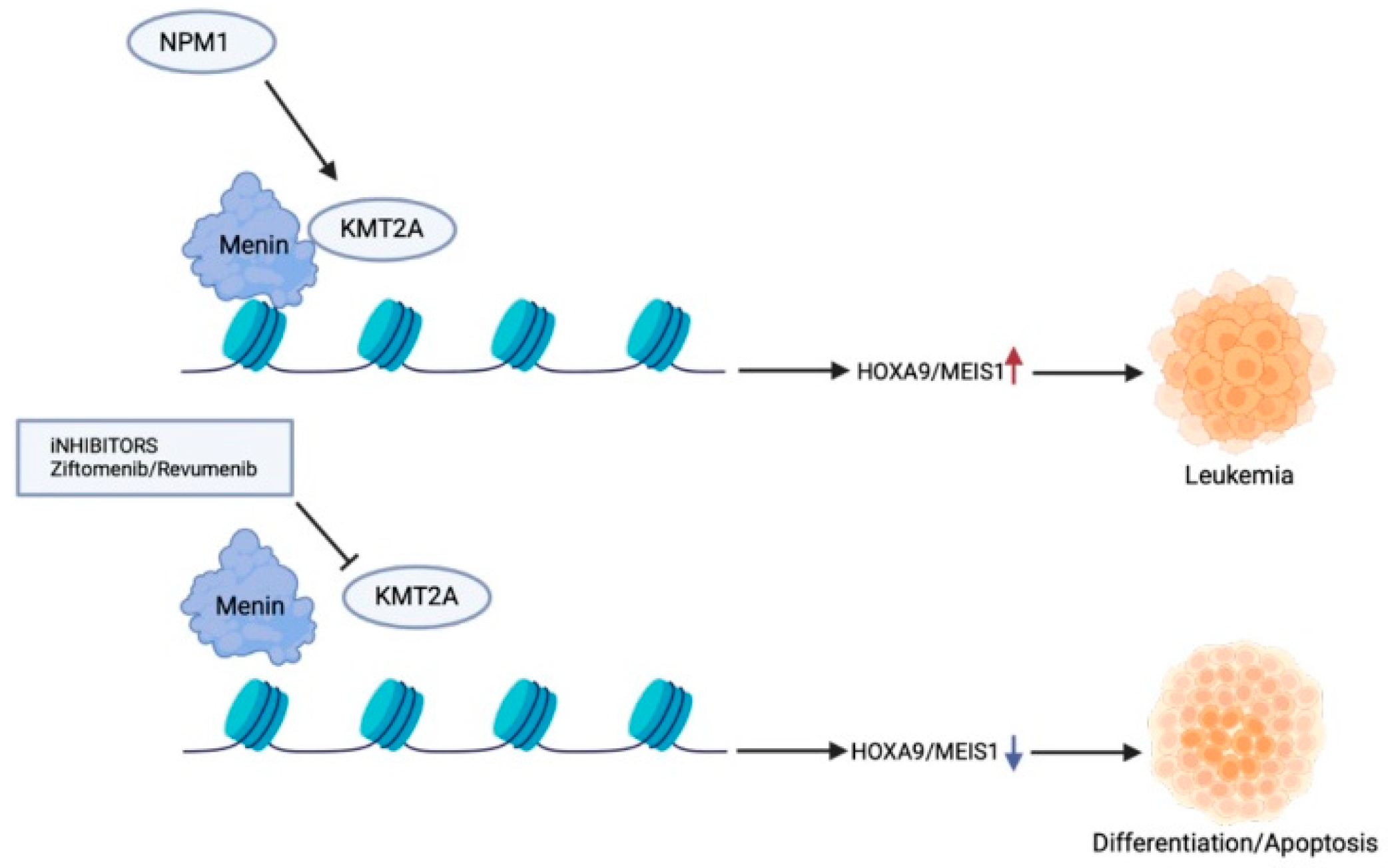 Targeting Menin in Acute Myeloid Leukemia: Therapeutic Advances and ...
