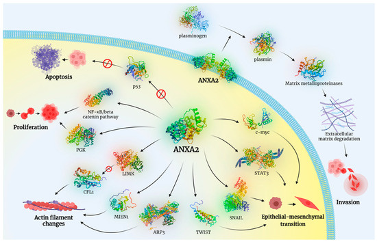Annexin A2 in Tumors of the Gastrointestinal Tract, Liver, and Pancreas