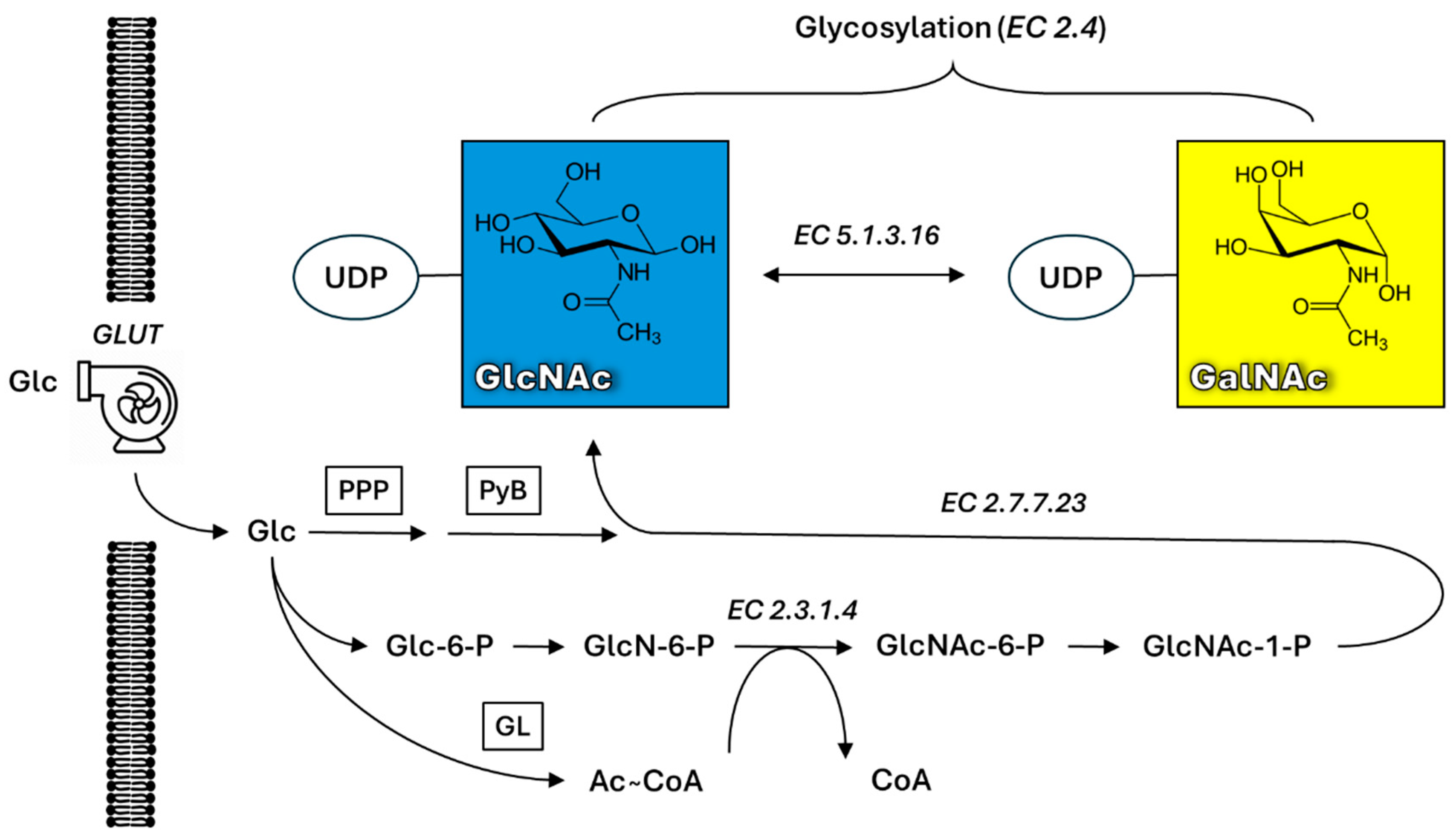 N-Acetylated Monosaccharides and Derived Glycan Structures Occurring in ...