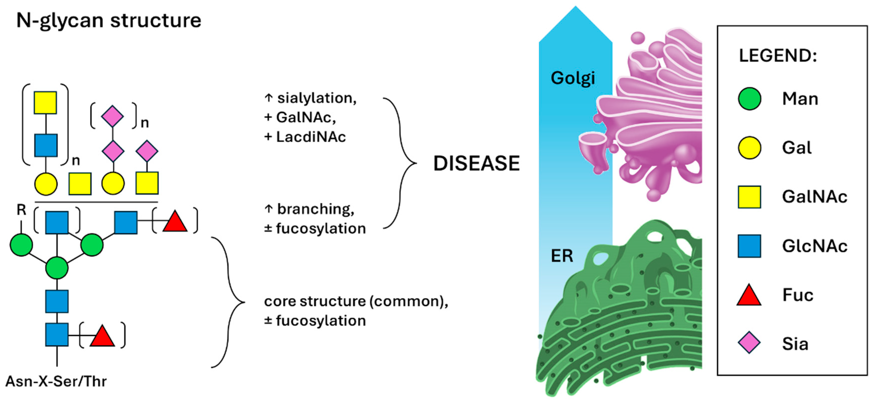 N-Acetylated Monosaccharides and Derived Glycan Structures Occurring in ...