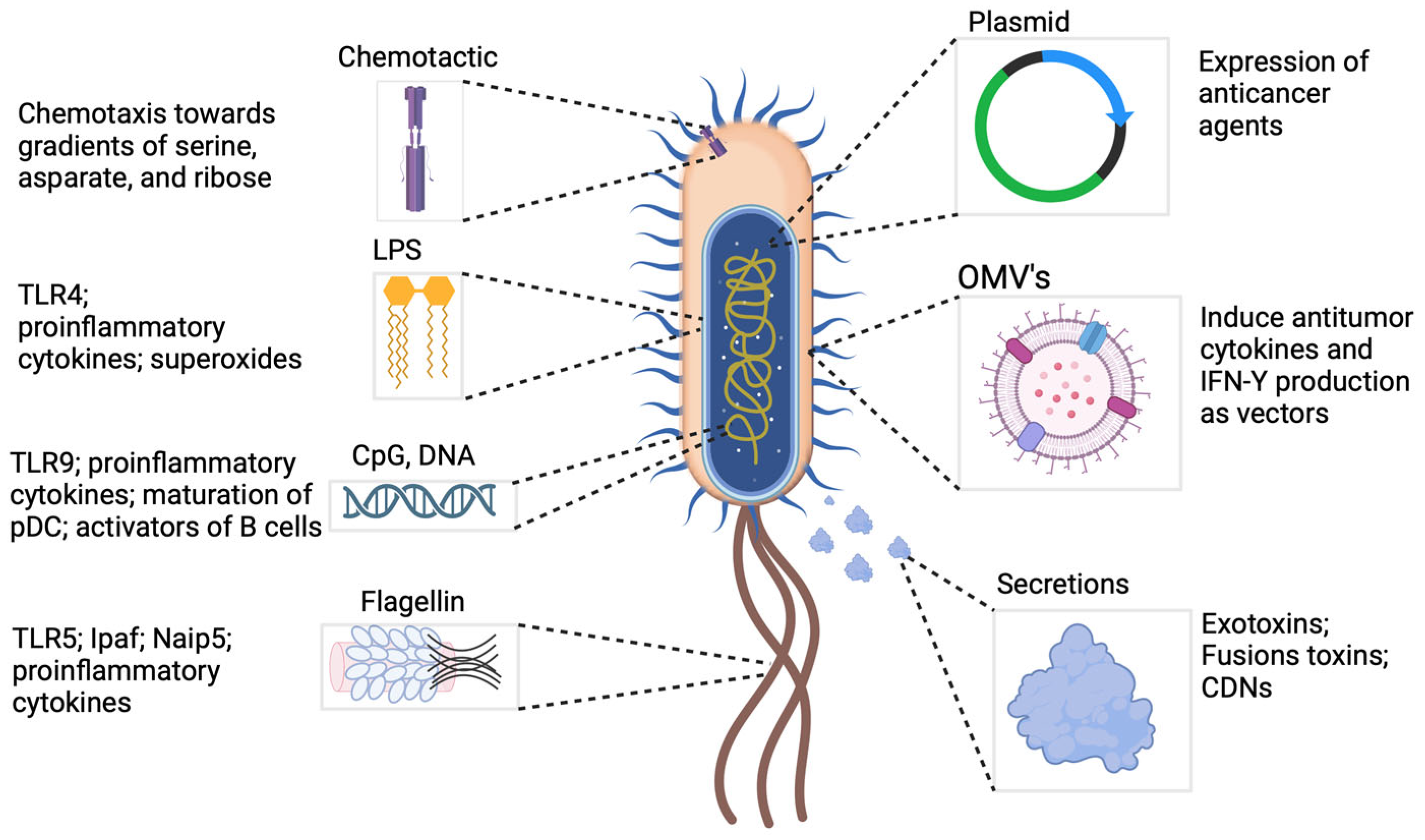 Harnessing Bacterial Agents to Modulate the Tumor Microenvironment and ...
