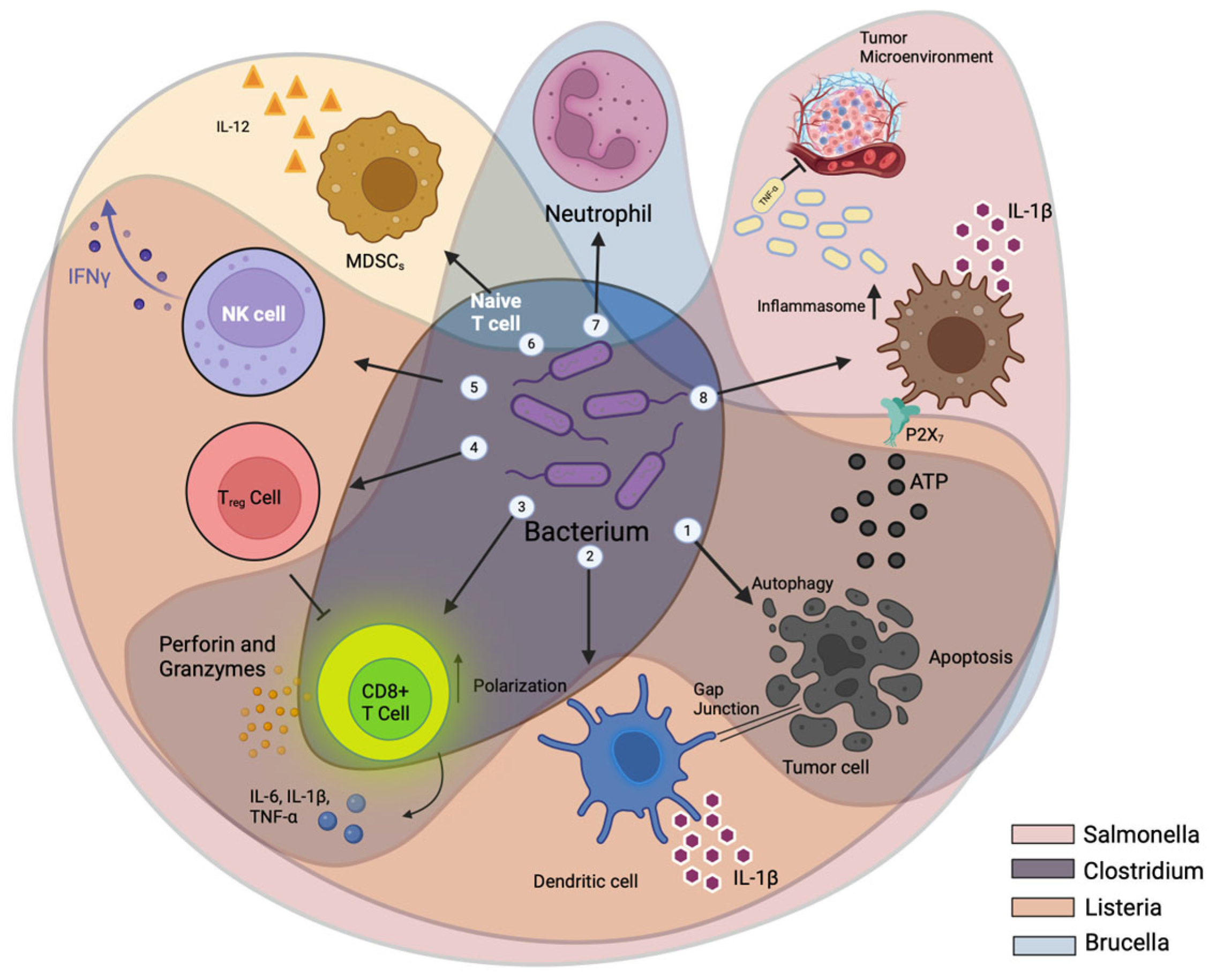 Harnessing Bacterial Agents to Modulate the Tumor Microenvironment and ...