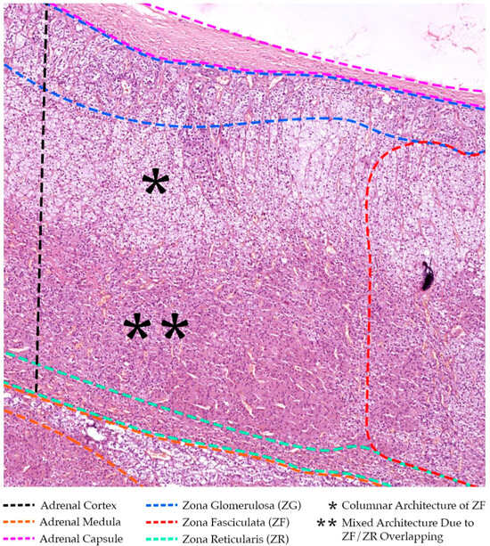 Adrenal Gland Layers