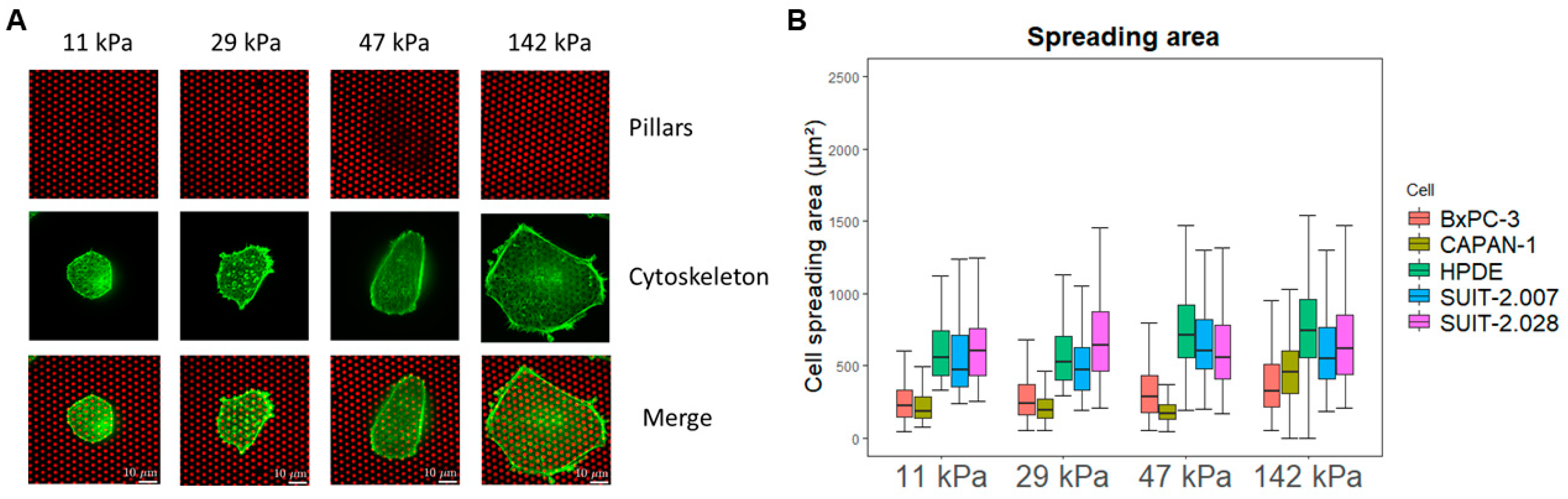 Altered Mechanobiology of PDAC Cells with Acquired Chemoresistance to ...
