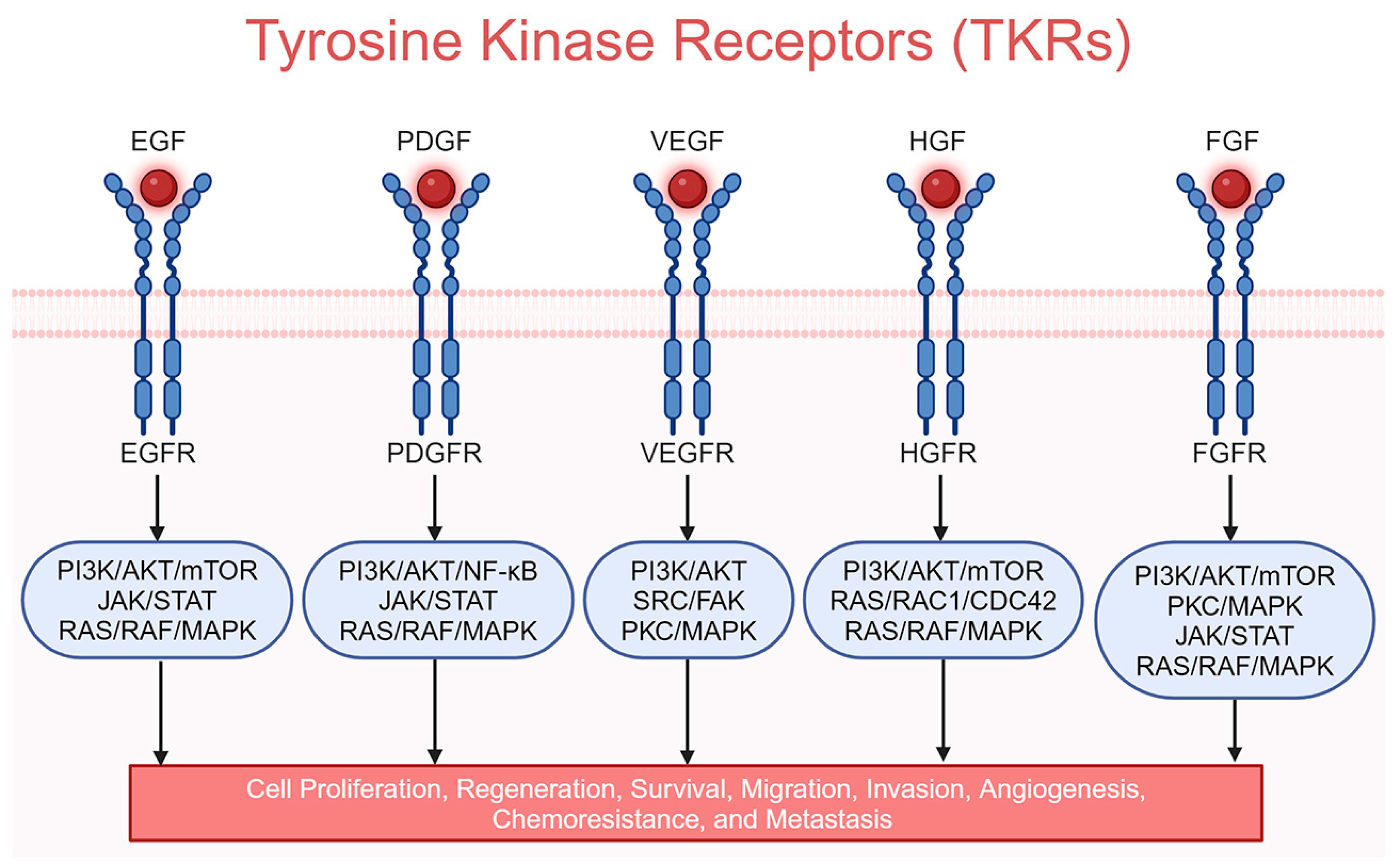 Resistance to Tyrosine Kinase Inhibitors in Hepatocellular Carcinoma (HCC): Clinical ...