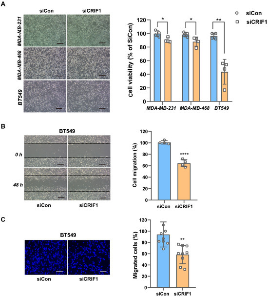 The Downregulation of CRIF1 Exerts Antitumor Effects Partially via TP53 ...