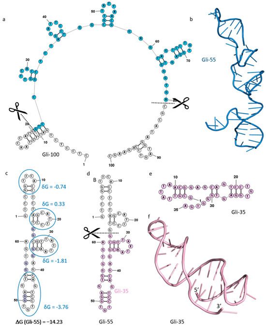 Aptamer’s Structure Optimization for Better Diagnosis and Treatment of ...