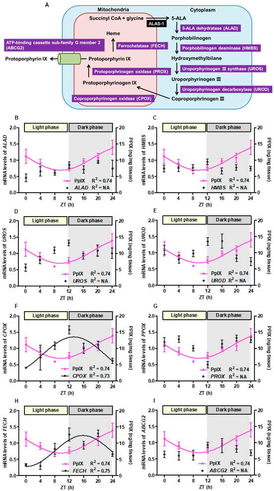 The Circadian Rhythm of Intracellular Protoporphyrin IX Accumulation ...