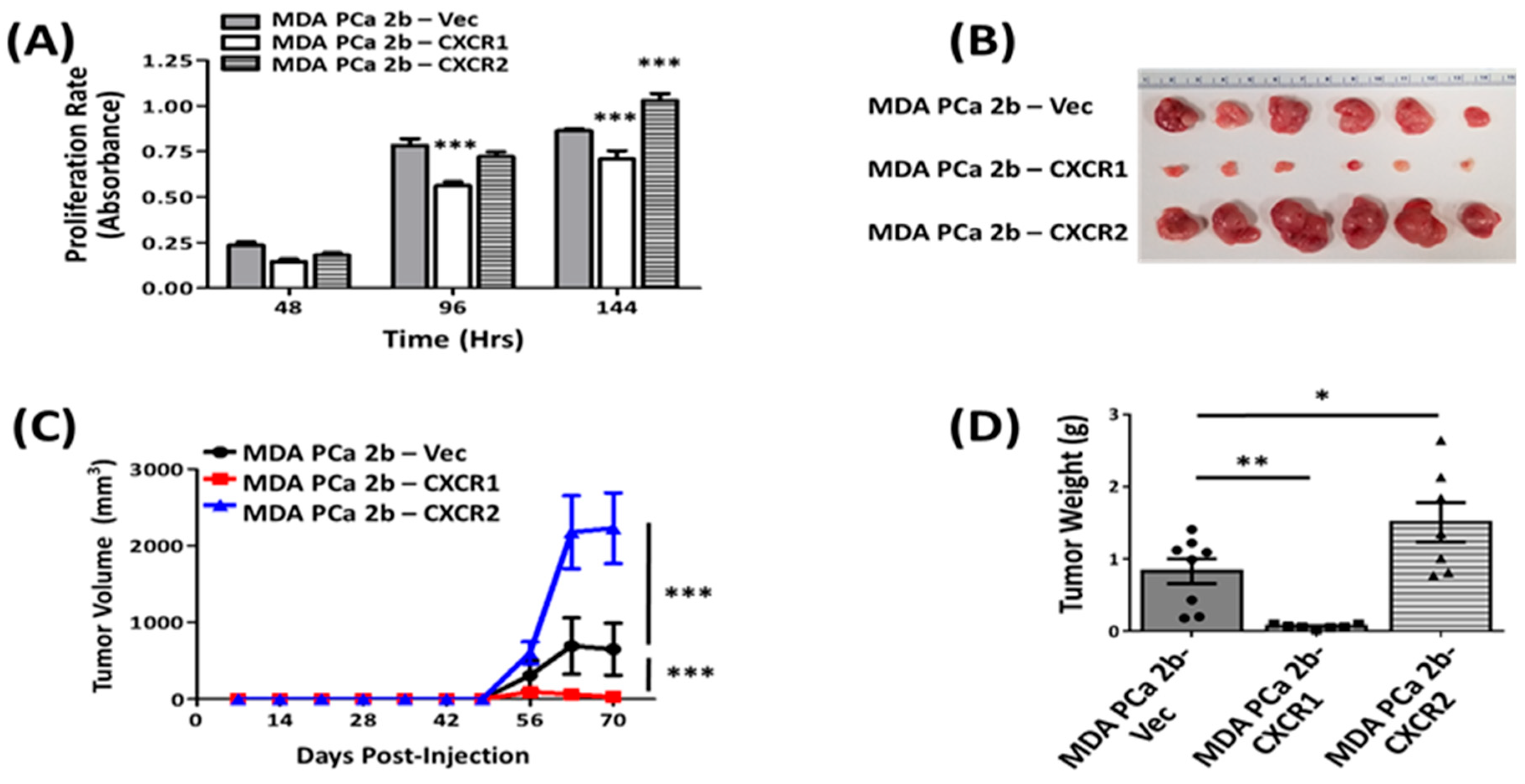 CXCR1 Expression in MDA-PCa-2b Cell Upregulates ITM2A to Inhibit Tumor ...