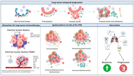 Novel Spatial Approaches to Dissect the Lung Cancer Immune Microenvironment