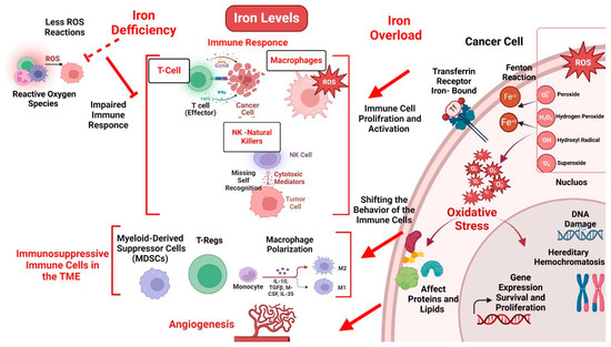 The Impact of Iron on Cancer-Related Immune Functions in Oncology ...