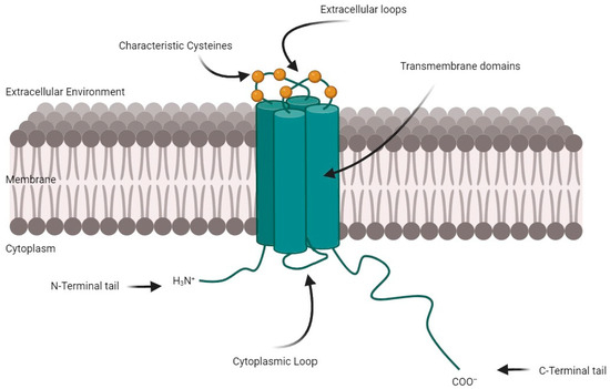 Connexin-43 in Cancer: Above and Beyond Gap Junctions!