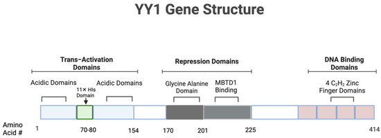 The Role of YY1 in the Regulation of LAG-3 Expression in CD8 T Cells ...