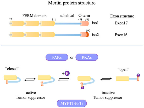 Role of NF2 Mutation in the Development of Eleven Different Cancers