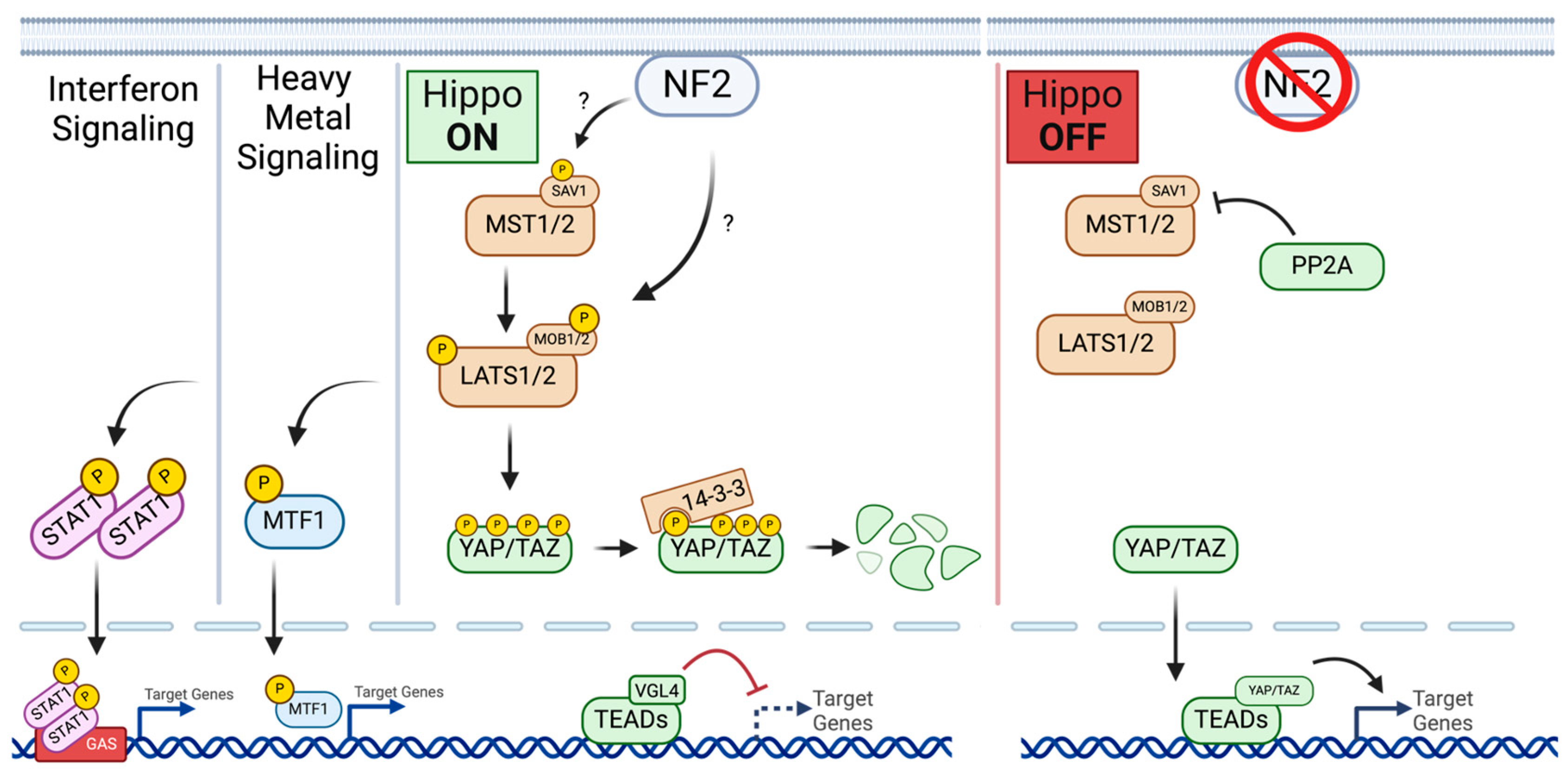Role of NF2 Mutation in the Development of Eleven Different Cancers