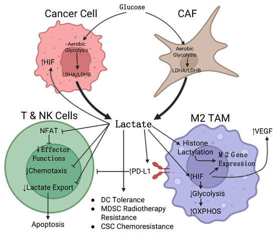 Metabolic Signaling in the Tumor Microenvironment