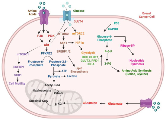 Molecular Insights on Signaling Cascades in Breast Cancer: A ...