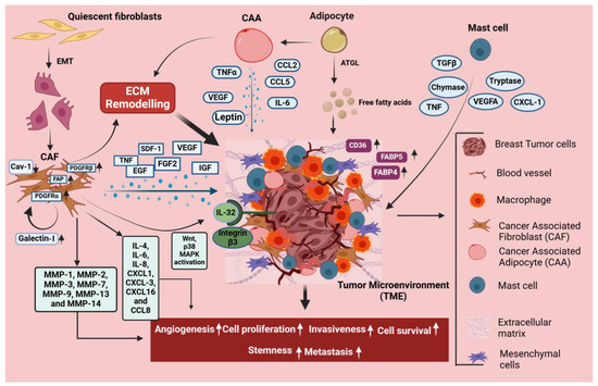 Molecular Insights on Signaling Cascades in Breast Cancer: A ...